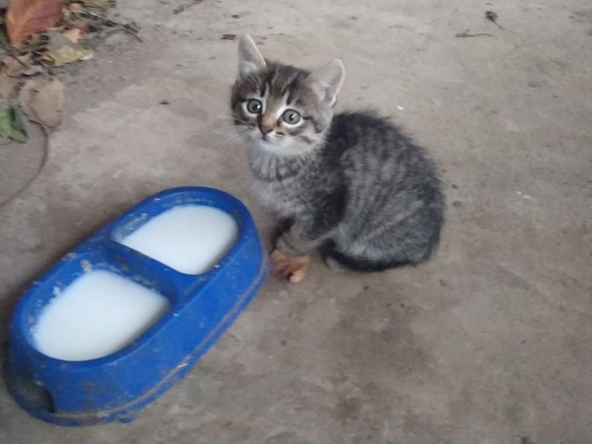 Кошка