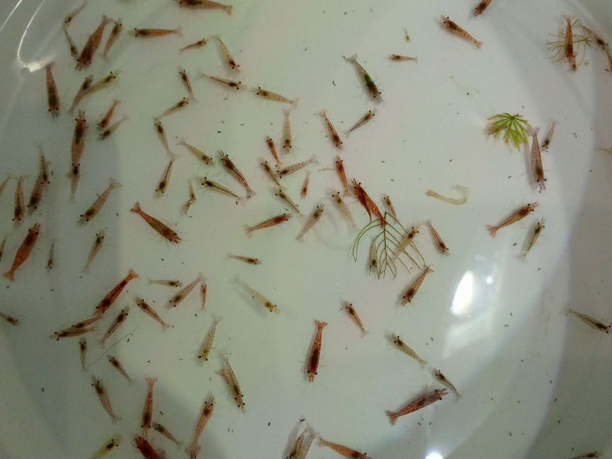 Креветки черри