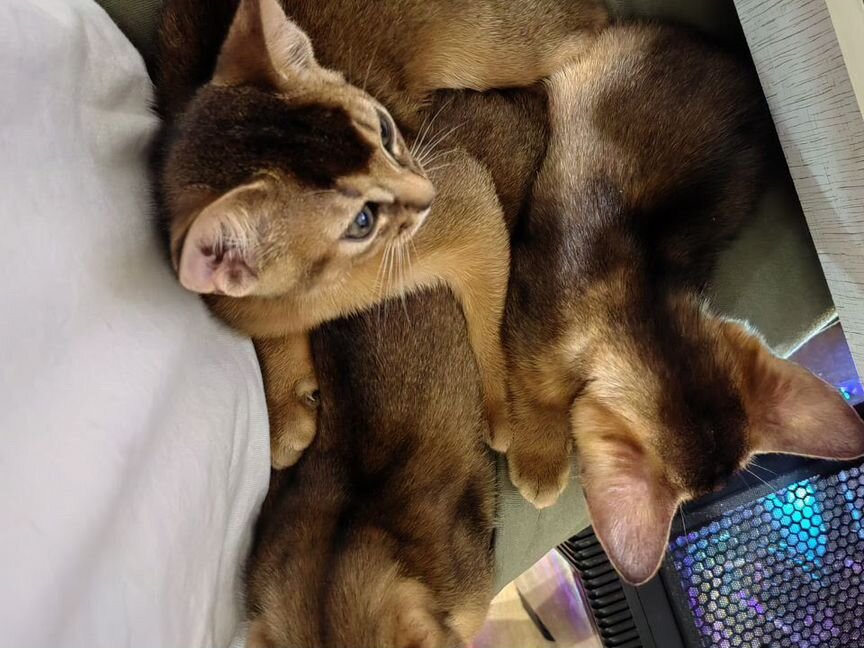 Абиссинские котята