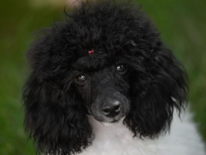 Девочка карликового пуделя пуделя