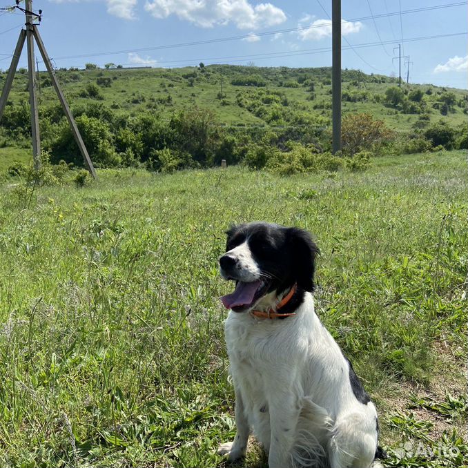 Бретонский эпаньоль щенки