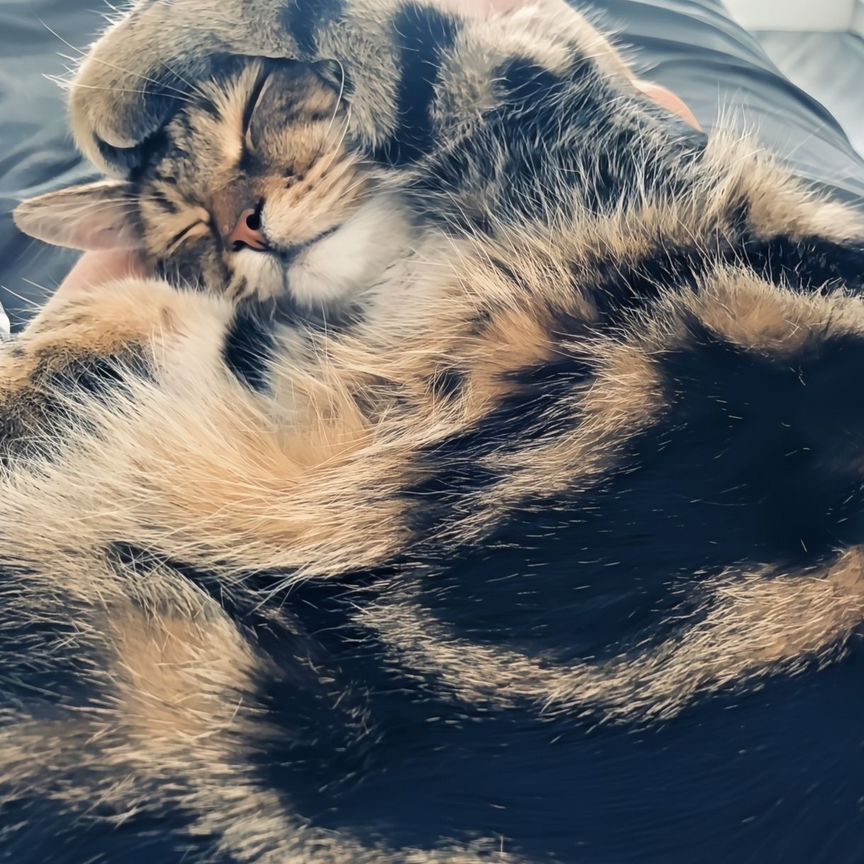 Взрослый кот в добрые руки