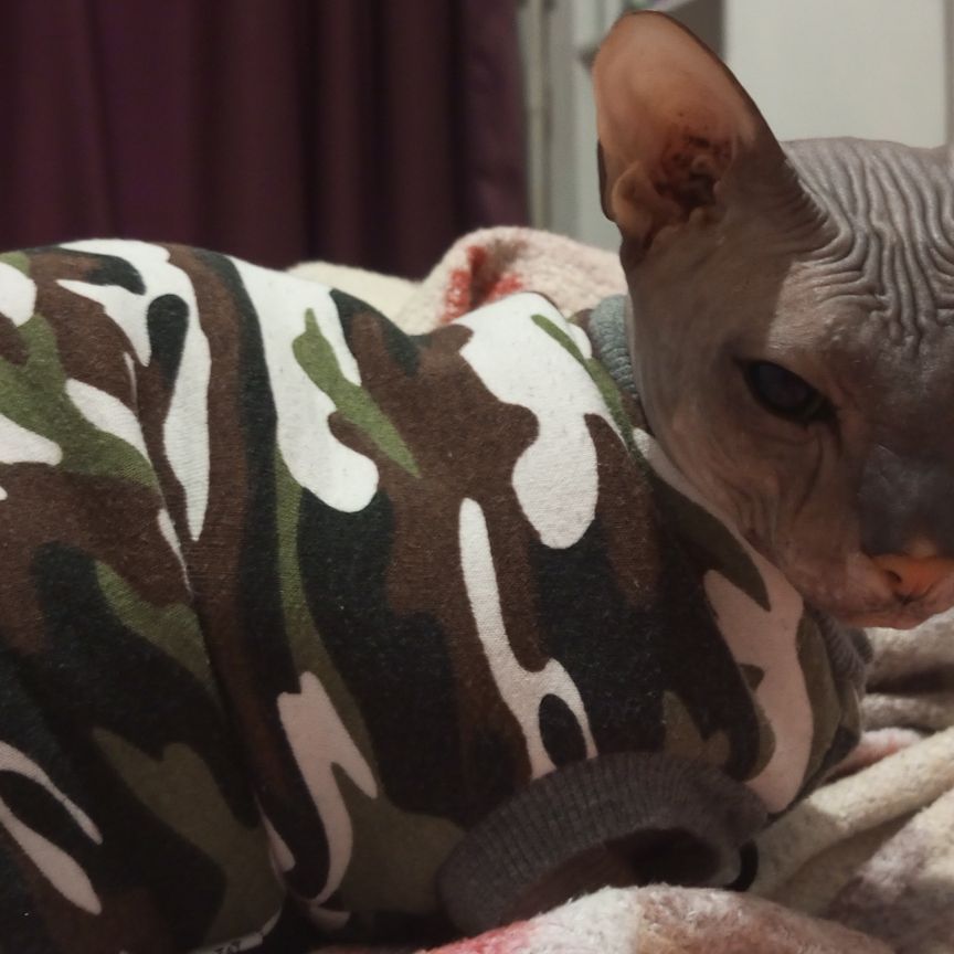 Домашние животные кошки