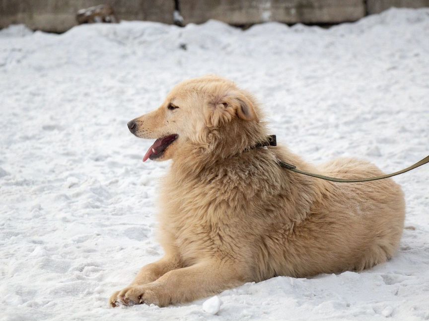 Прекрасный юный пёс ищет свою семью