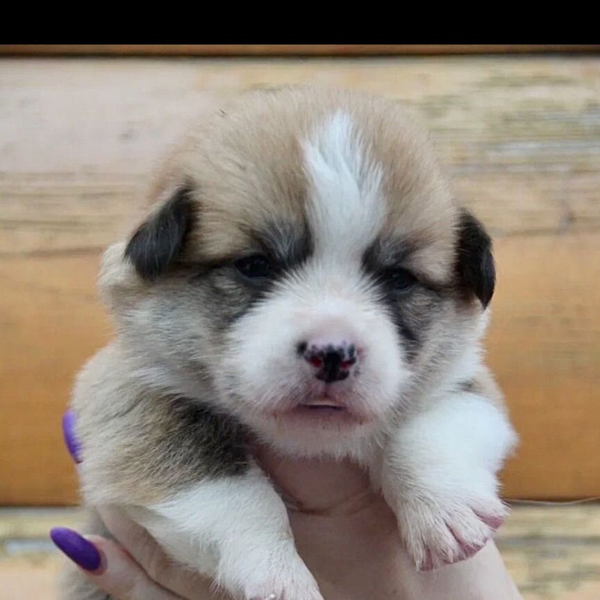 Вельш-корги пемброк. Щенки (суки)