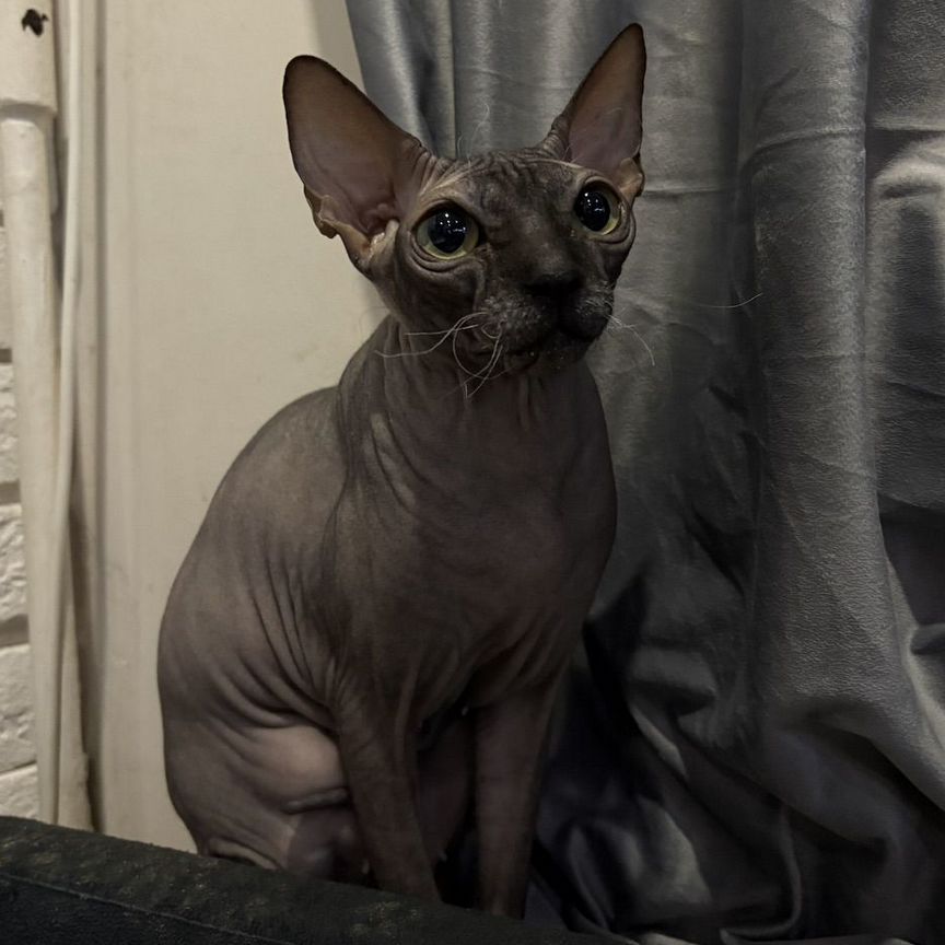 Донской сфинкс, взрослая кошка