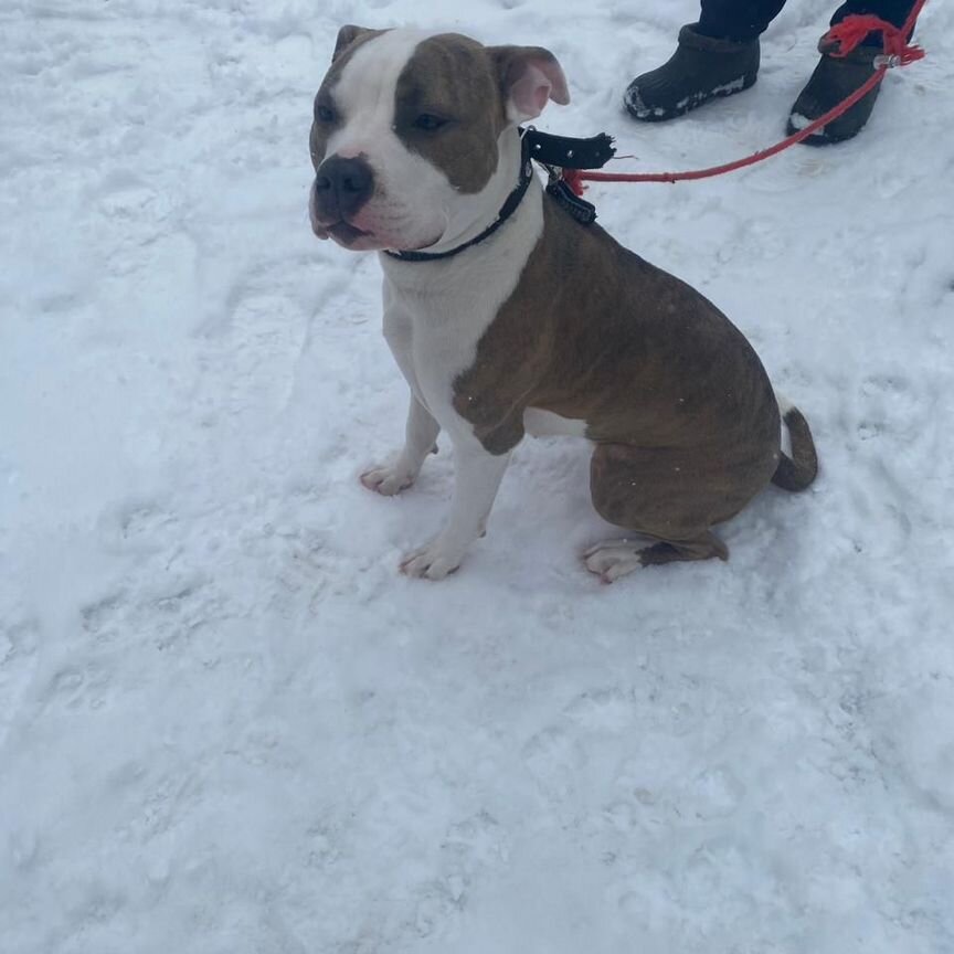 Собака в добрые руки отдам бесплатно