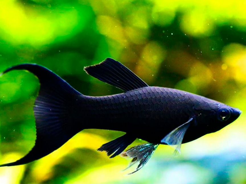 Аквариумные рыбки. Моллинезии