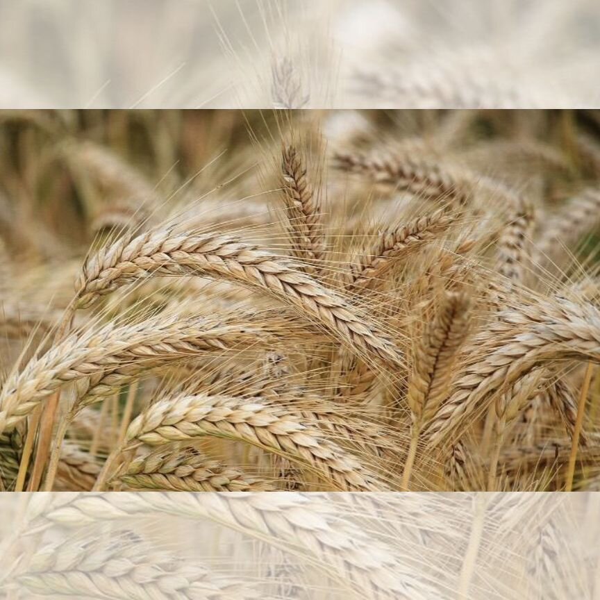 Ячмень в мешках