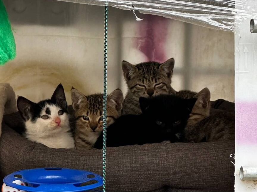 Котята в добрые руки бесплатно