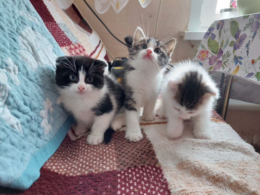 Котятки в добрые руки