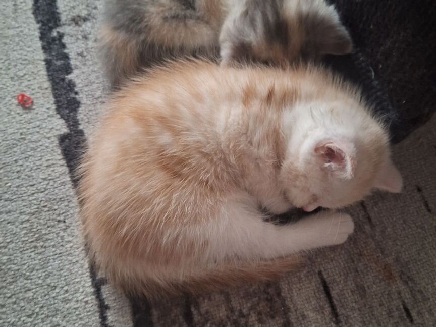 Британские котята