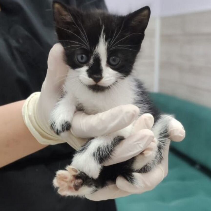 Мальчик, 1 мес, ходит в лоточек