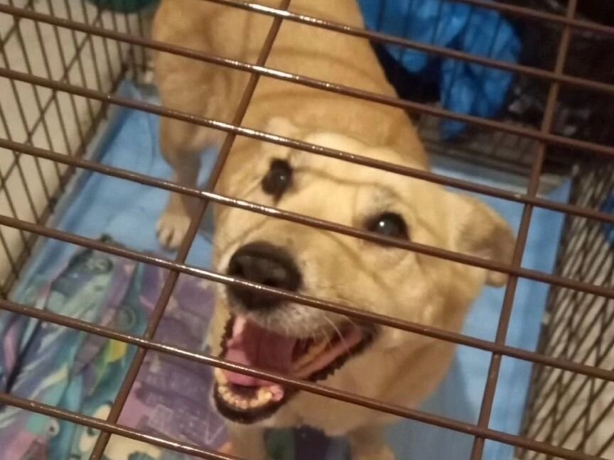 Собака Линда ищет хозяина. Отдадим в хорошие руки