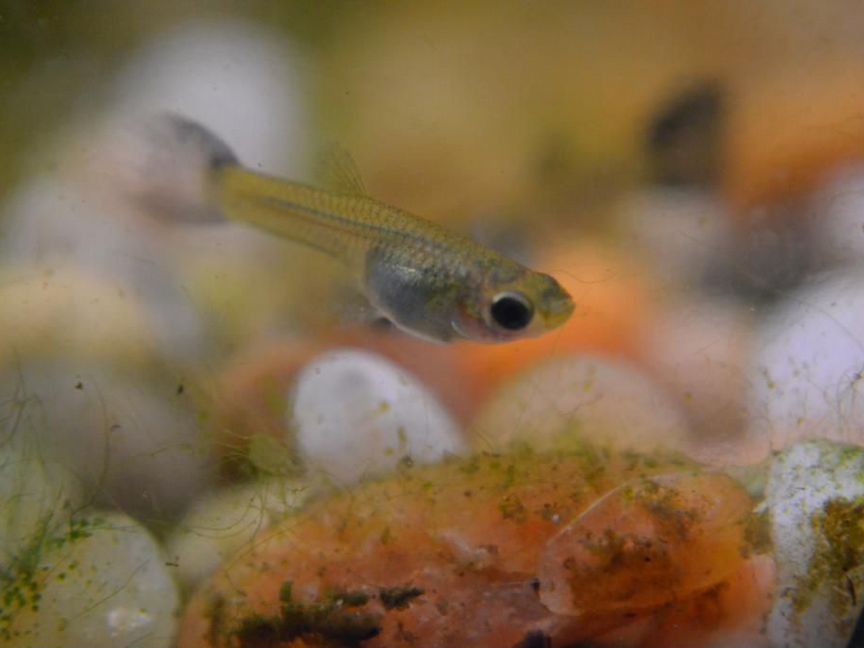 Мальки Гуппи )