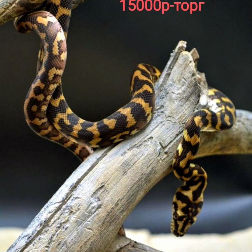 Ковровая змея