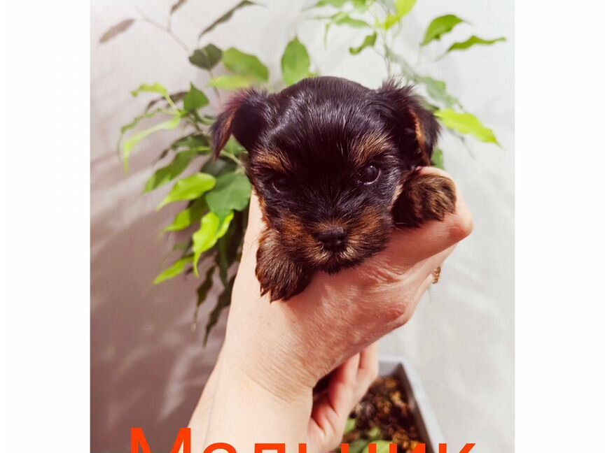 Продажа щенков йоркширского терьера