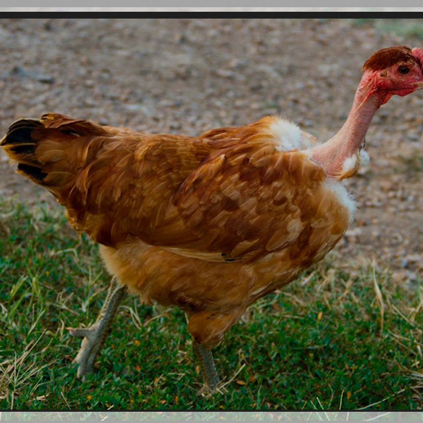 Куры и петух