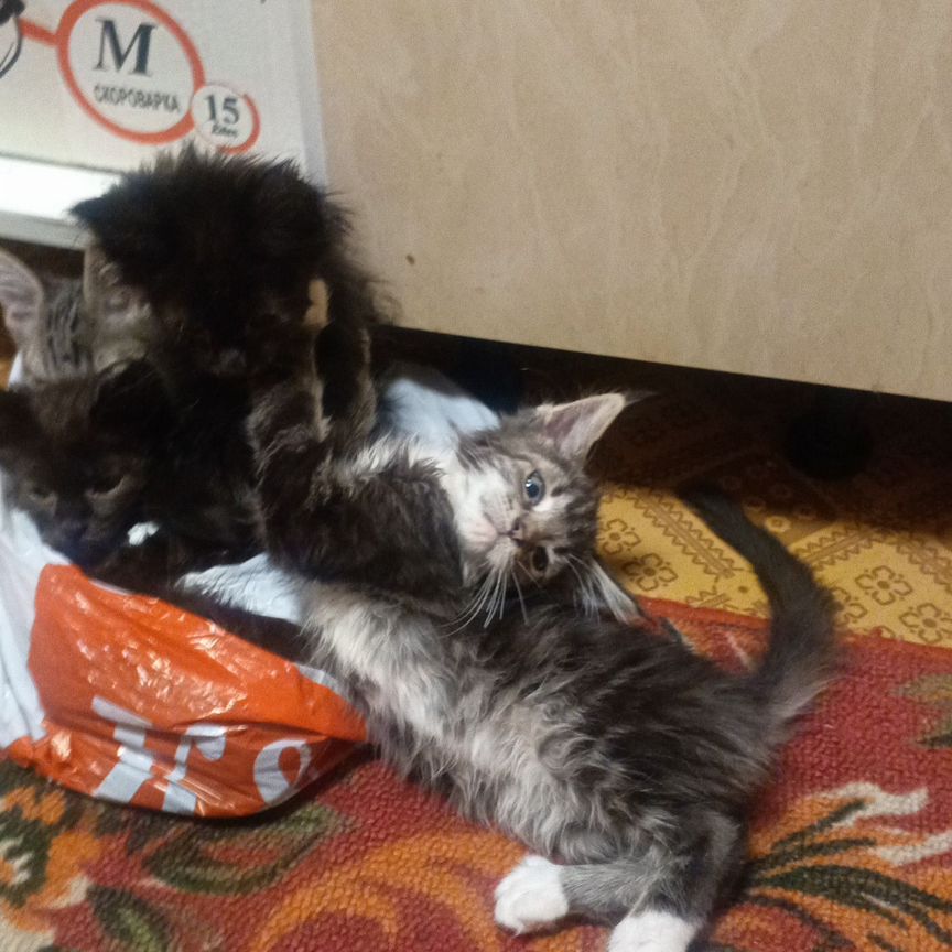 Мейн-кун котёнок