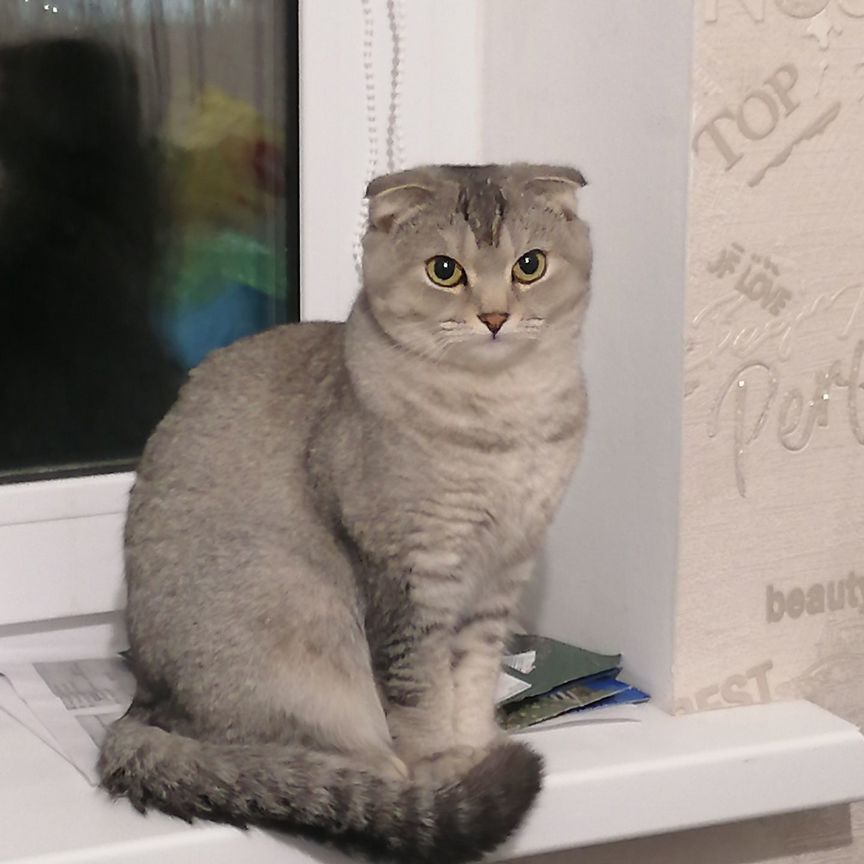Продам кошку
