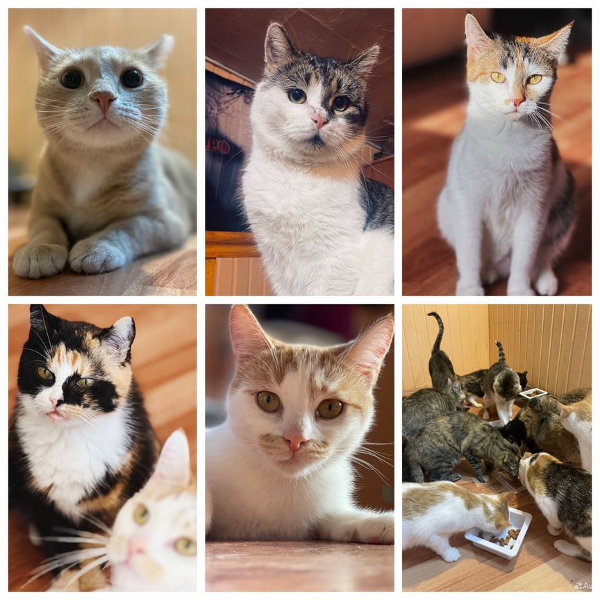 Возьми кошечку