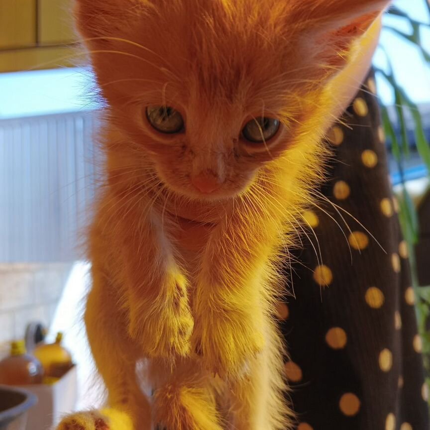 Домашние животные бесплатно