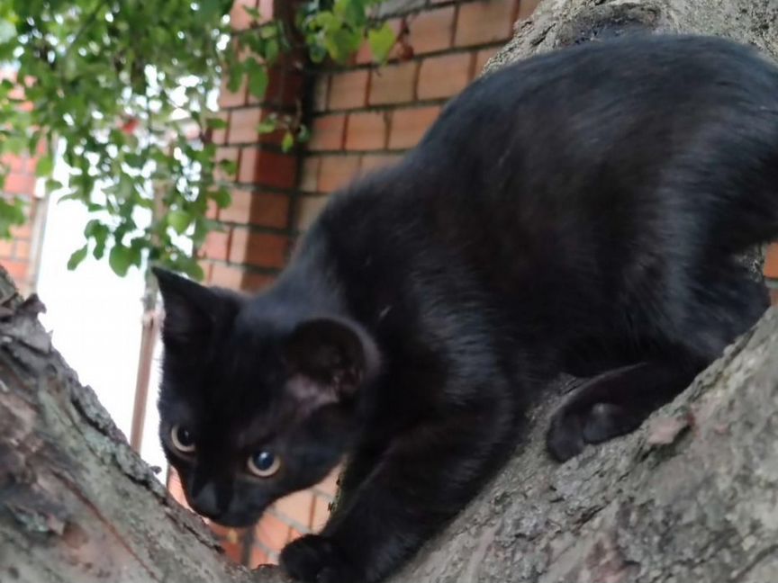 Чёрный котёнок (от кошки "Пума")