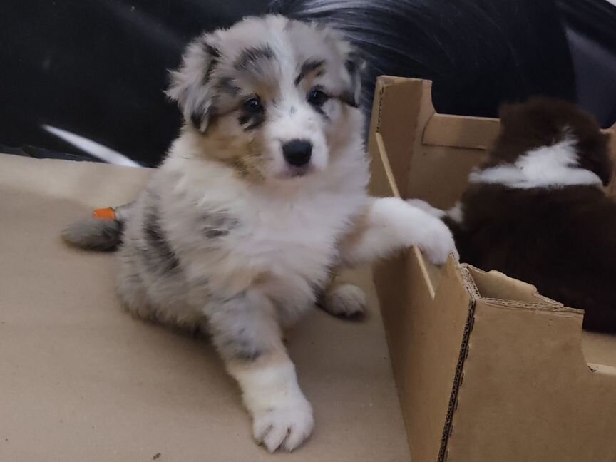 Аусси голубой мрамор