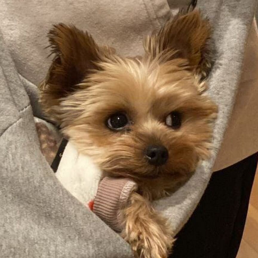 Йоркширский терьер