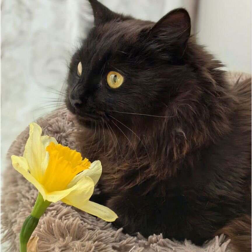 Кошки
