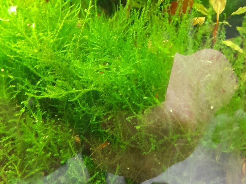 Аквариумное растение