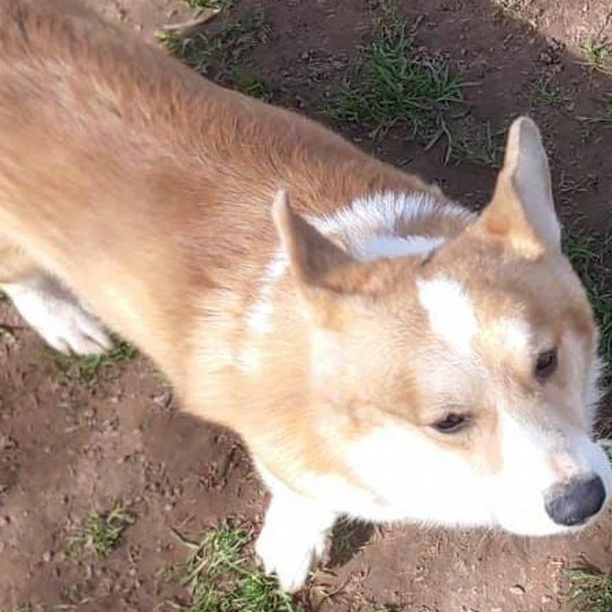 Вельш корги пемброк мальчик