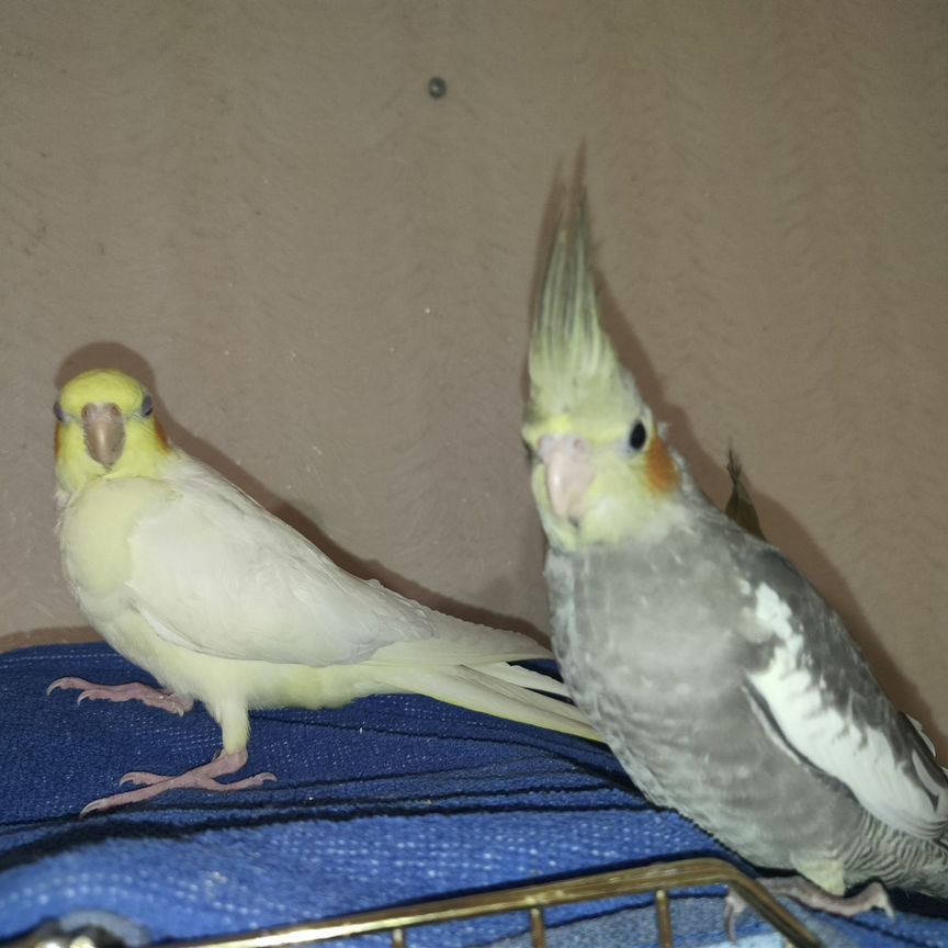 Попугай корелла