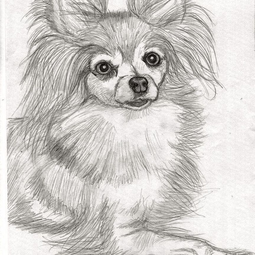 Рисую ваших питомцев