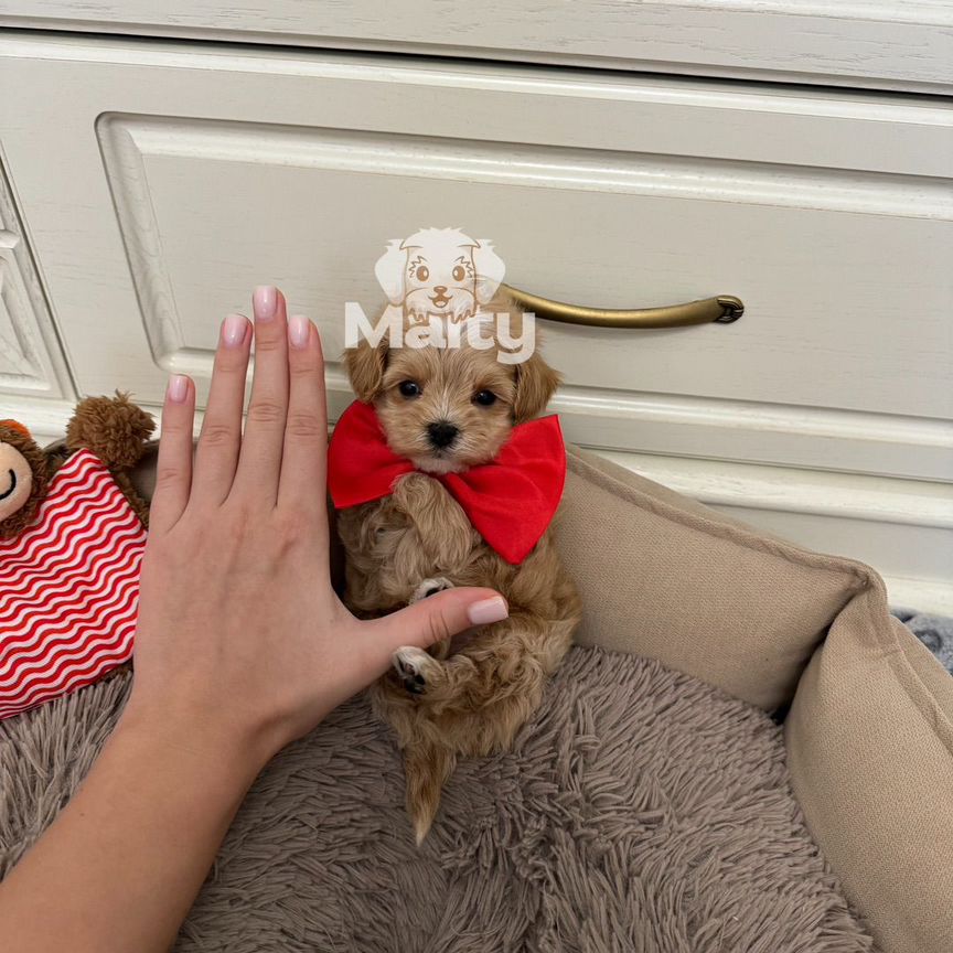 Мальтипу f1 мини