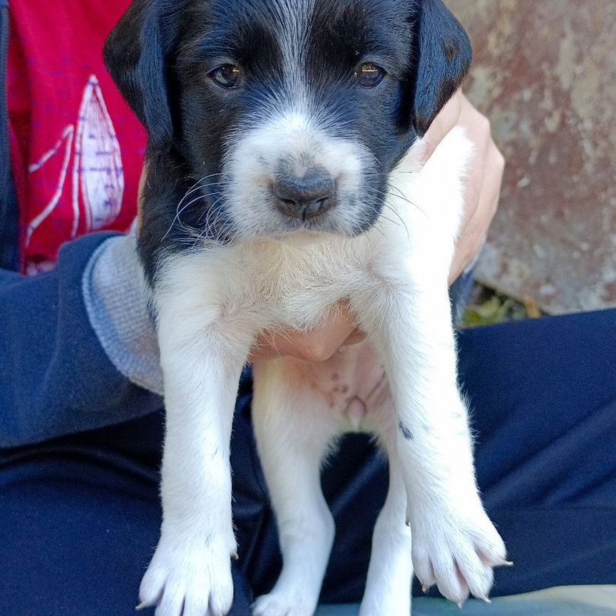 Щенок в добрые руки бесплатно