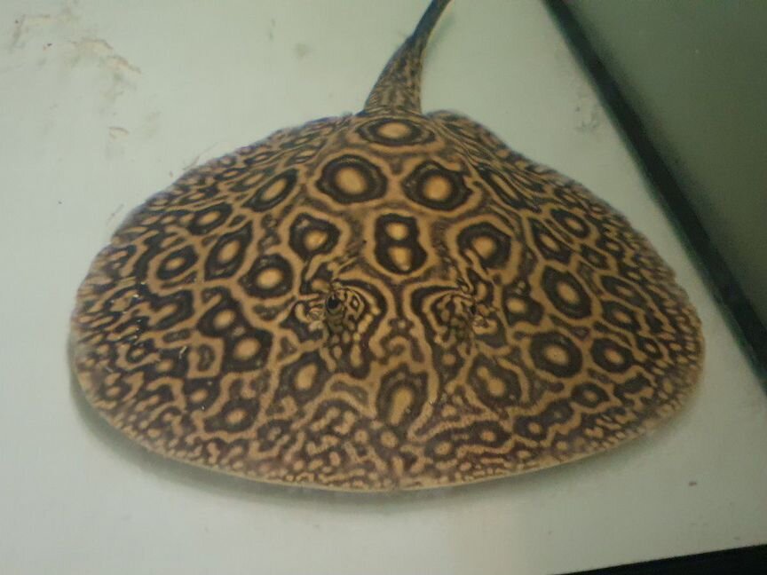 Скат жемчужный