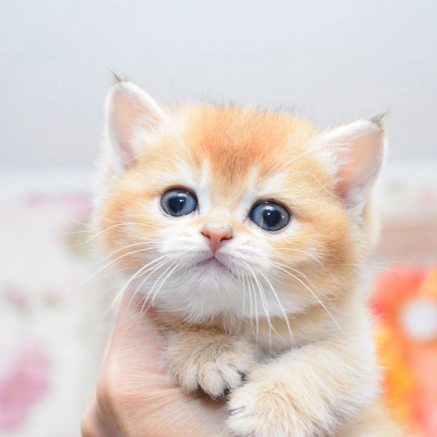 Шотландский котёнок. Девочка