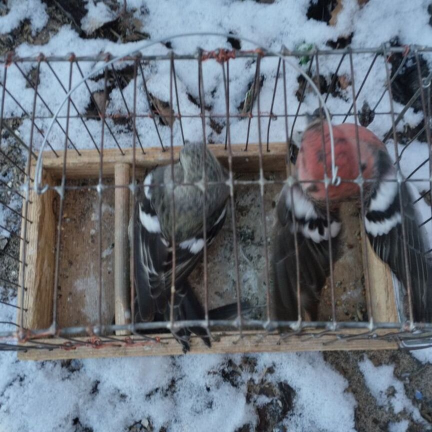 Клест белопоясые(белокрылый)