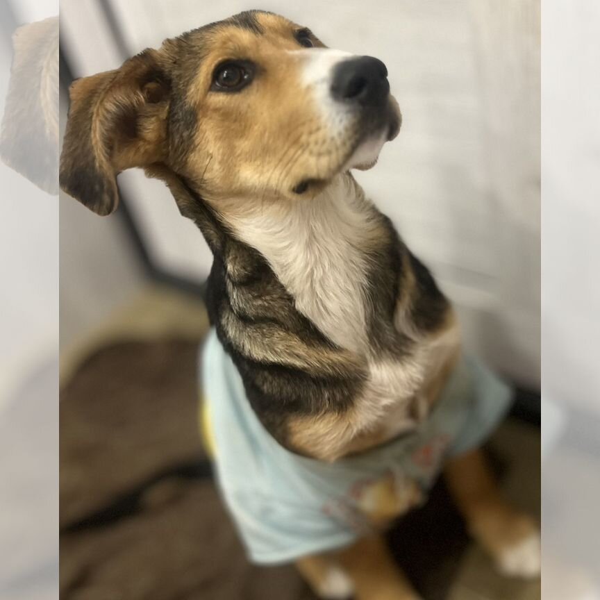 Щенок в добрые руки