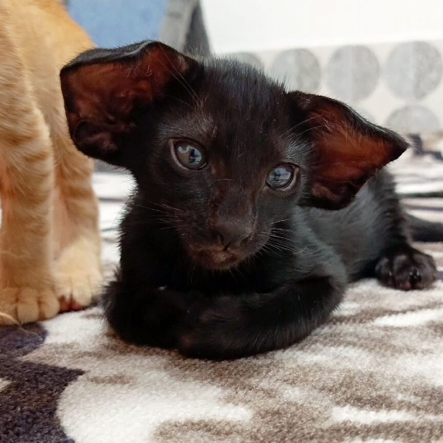 Ориентальный котёнок