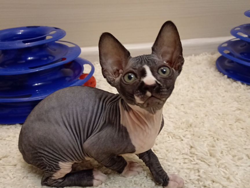 Девочка. Канадский сфинкс