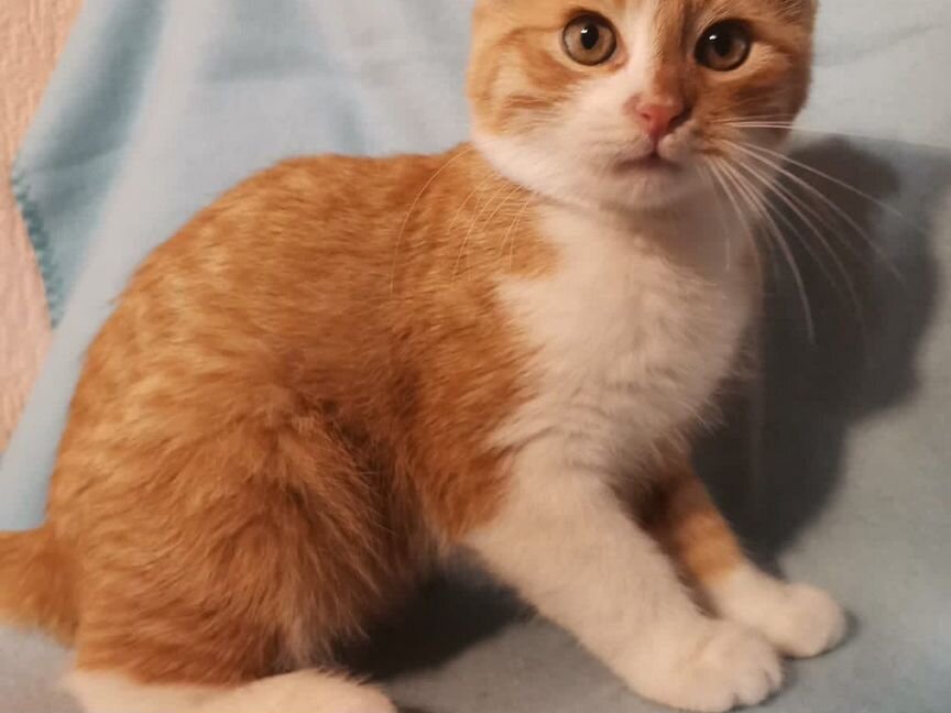 Вислоухий котенок в добрые руки