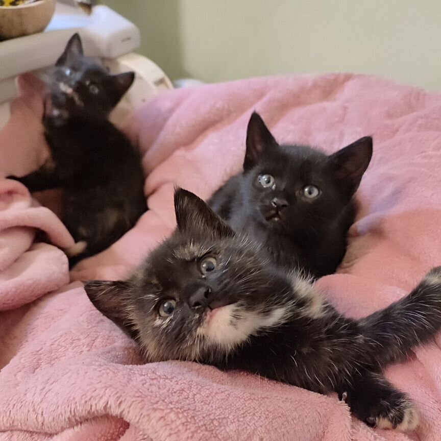 Котенок