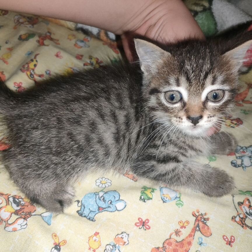 Котёнок в добрые руки