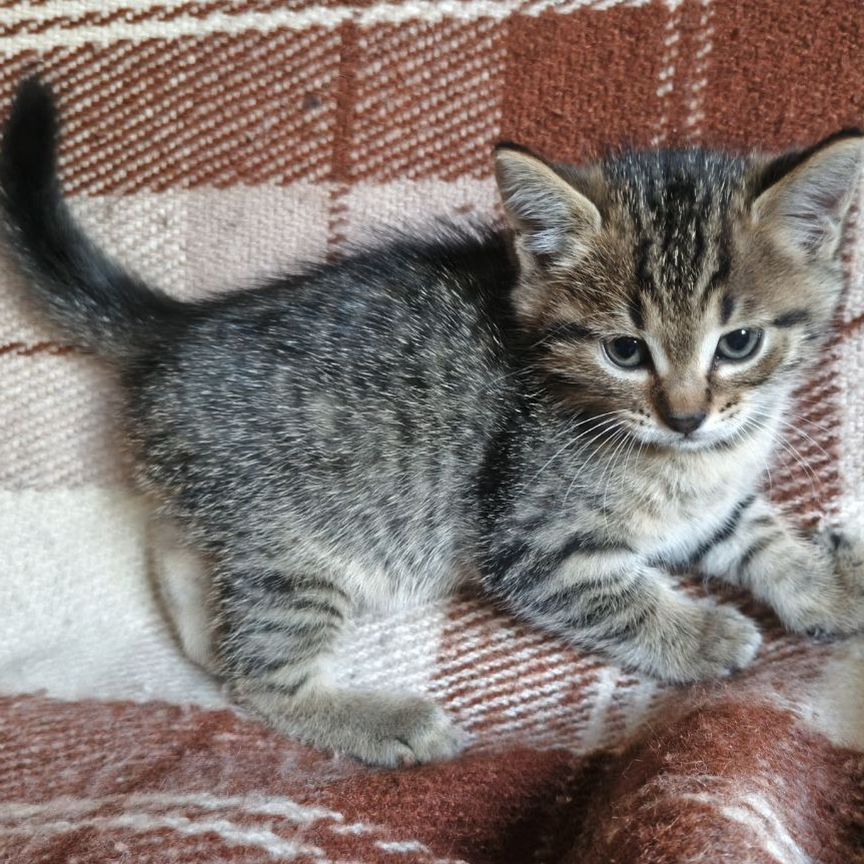 Котёнок в добрые руки