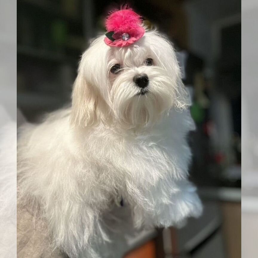 Мальтийская болонка, щенок