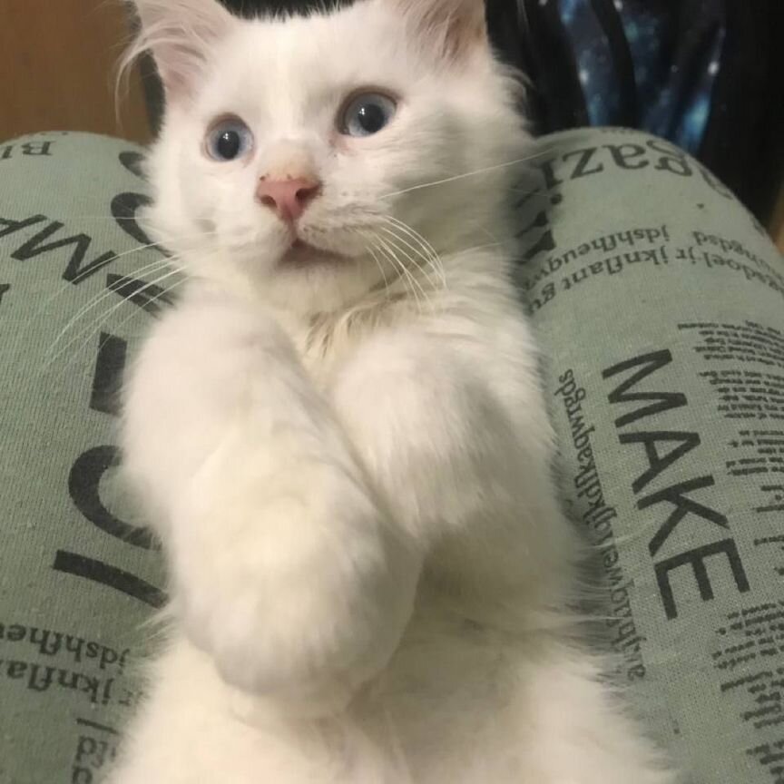 Котята мальчики белые