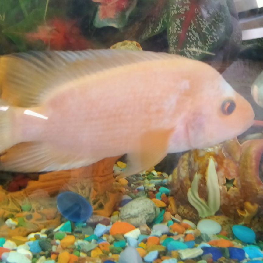 Рыба Цихлазома цитроновая