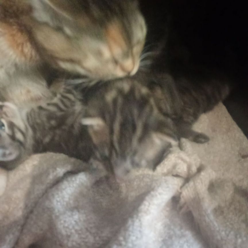 Котятки в добрые руки